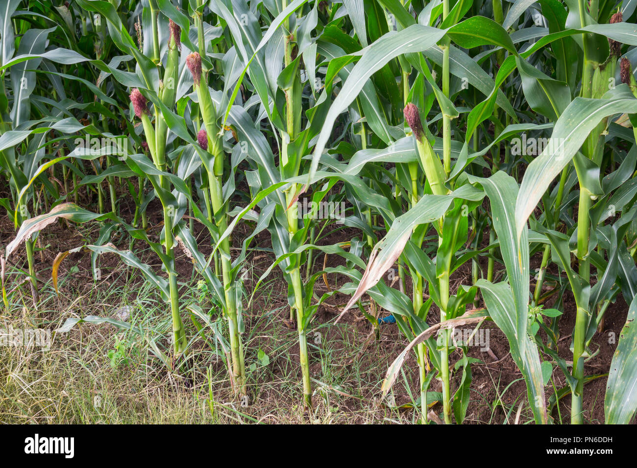 Zea mays linn hi-res stock photography and images - Alamy