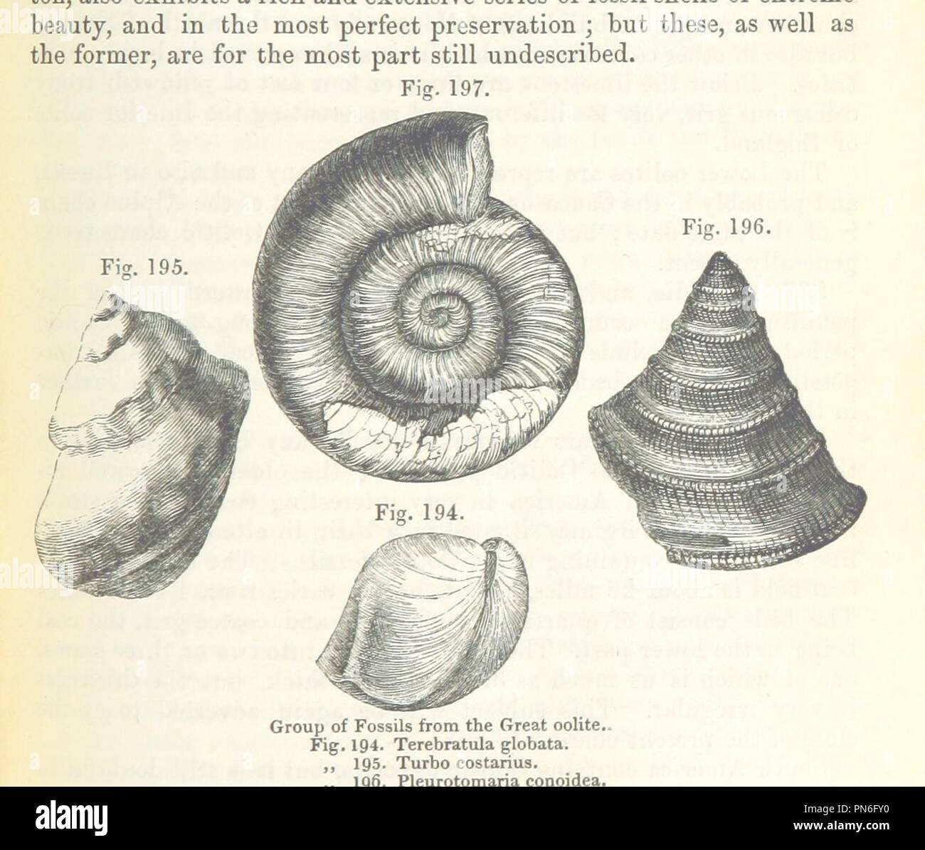 Image from page 419 of 'An Elementary Course of Geology, Mineralogy ...