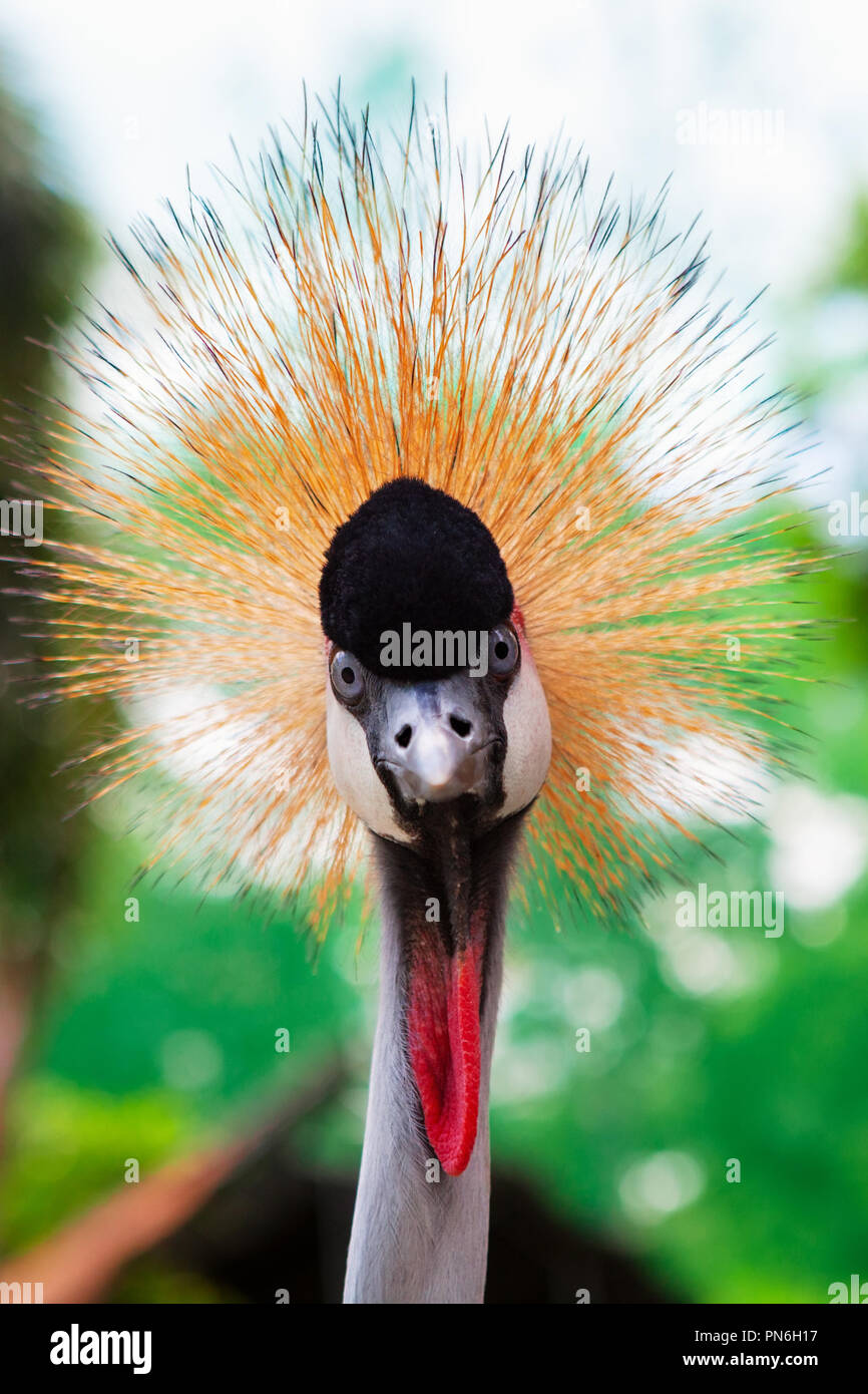 Portrait of wild grey crowned crane against jungle. Close up view of ...