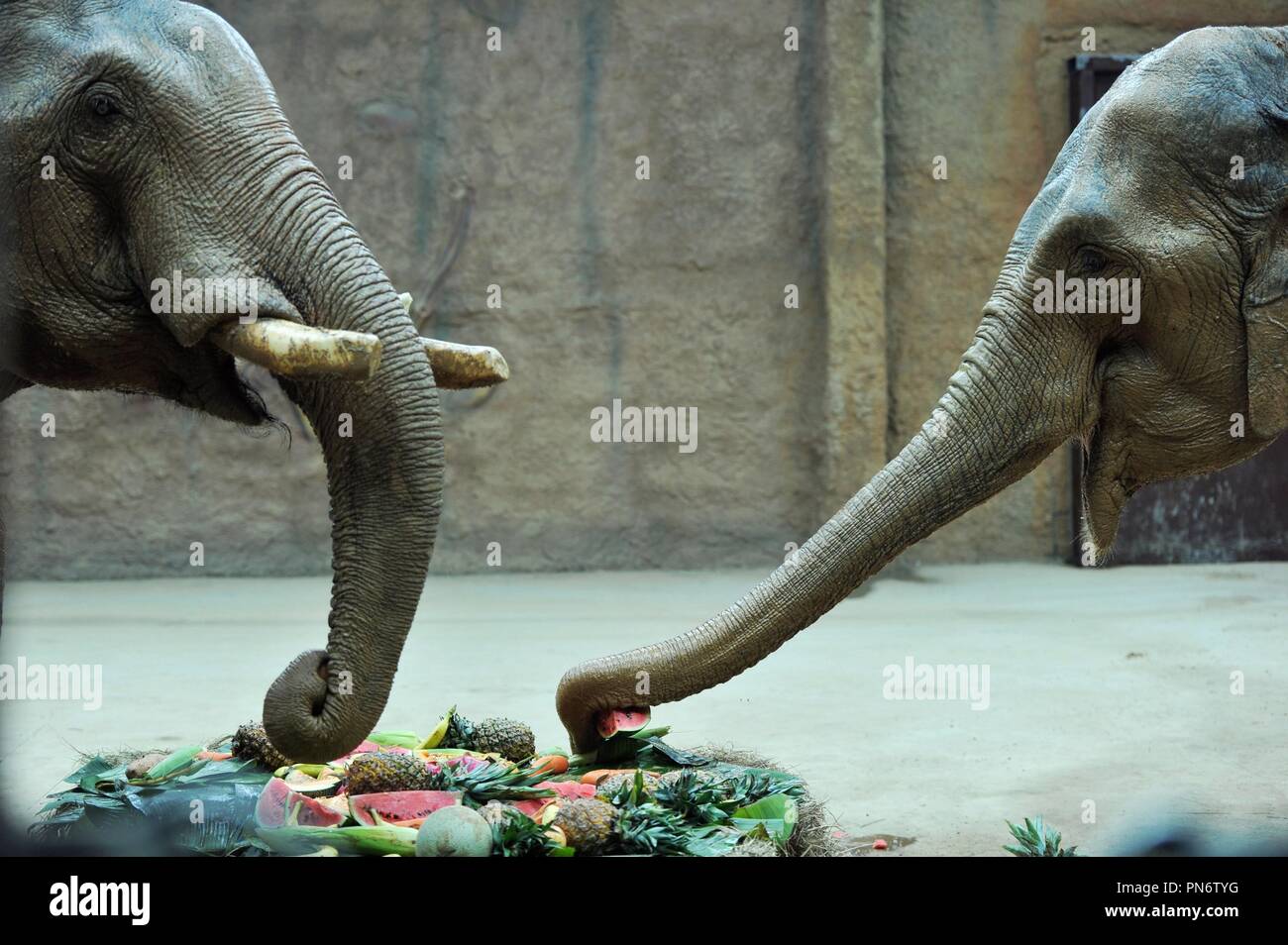 Qingdao, Qingdao, China. 20th Sep, 2018. Qingdao, CHINA-Elephants enjoy ...