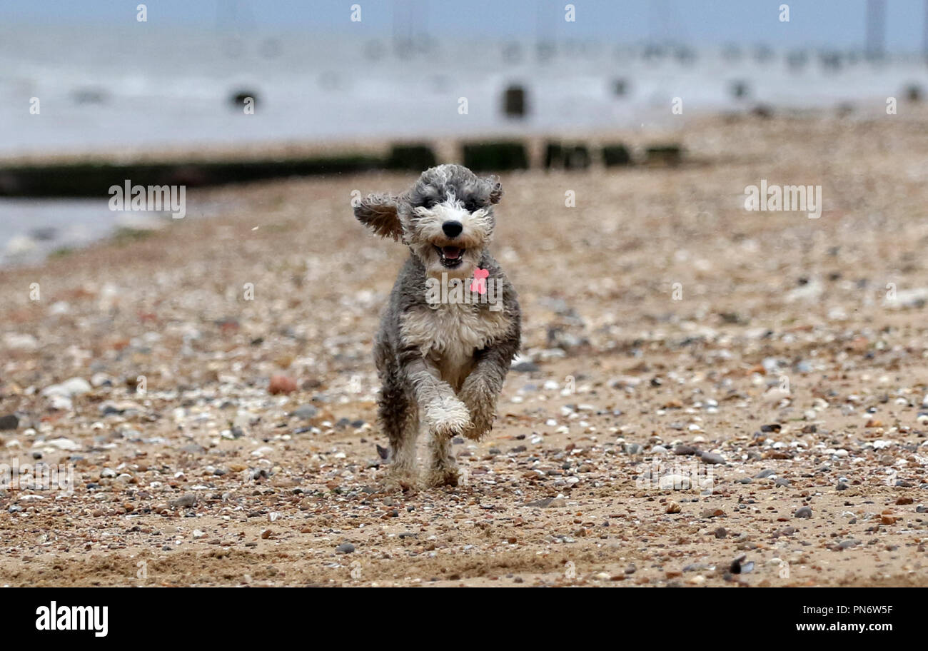 Cockerpoo on beach hi-res stock photography and images - Alamy
