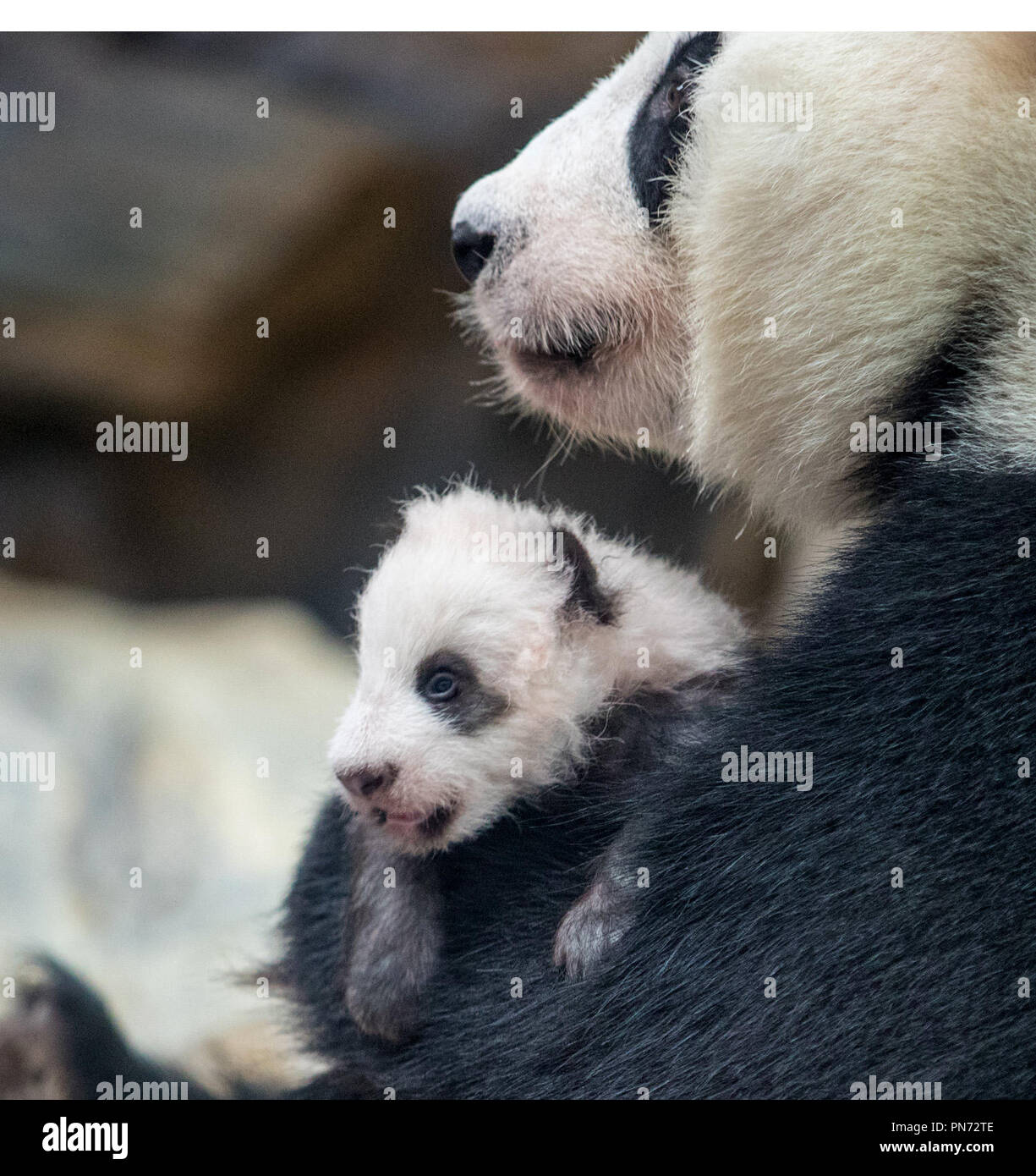 Guangzhou, China's Guangdong Province. 20th Sep, 2018. Baby giant panda ...
