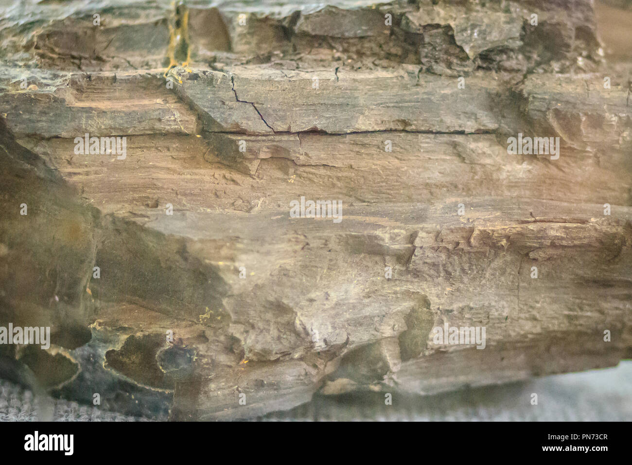 Lignite or brown coal specimen. Lignite is a soft brown combustible ...