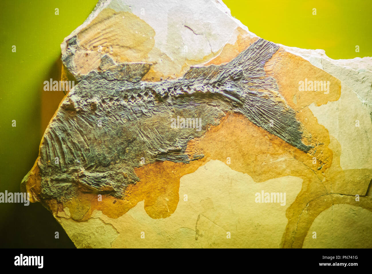 Bangkok-Thailand, July 15, 2017: The fossil of a prehistoric Cyprinid ...