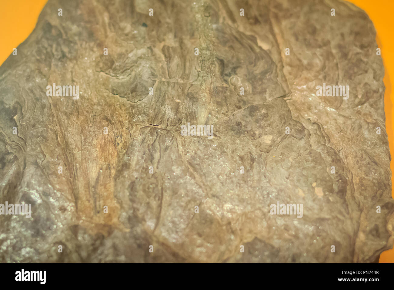 Oil shale specimen from mining and quarrying industries. Oil shale is ...