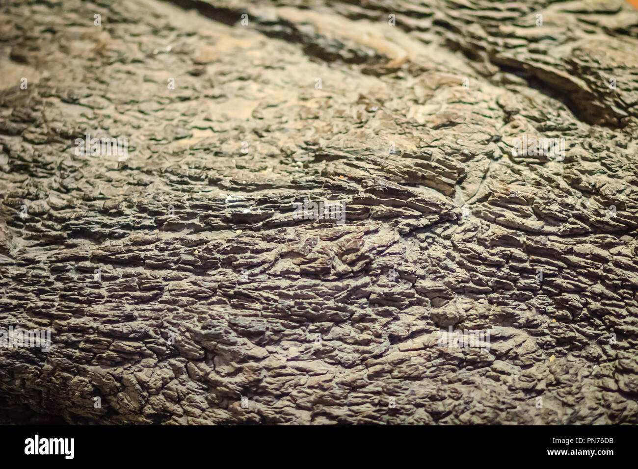 Oil shale specimen from mining and quarrying industries. Oil shale is ...