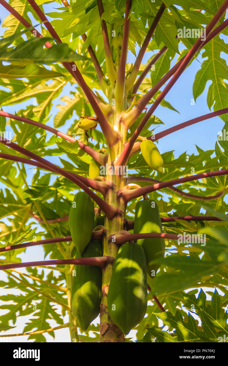 Organic green papayas fruit on tree with green leaves in the backyard ...