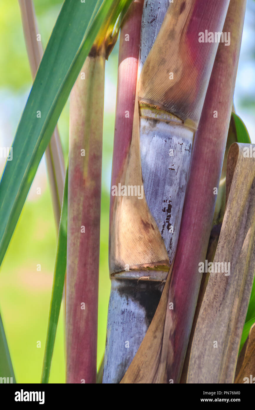 Organic Sugarcane trunk, stem of sugarcane on the field. Sugar industry ...