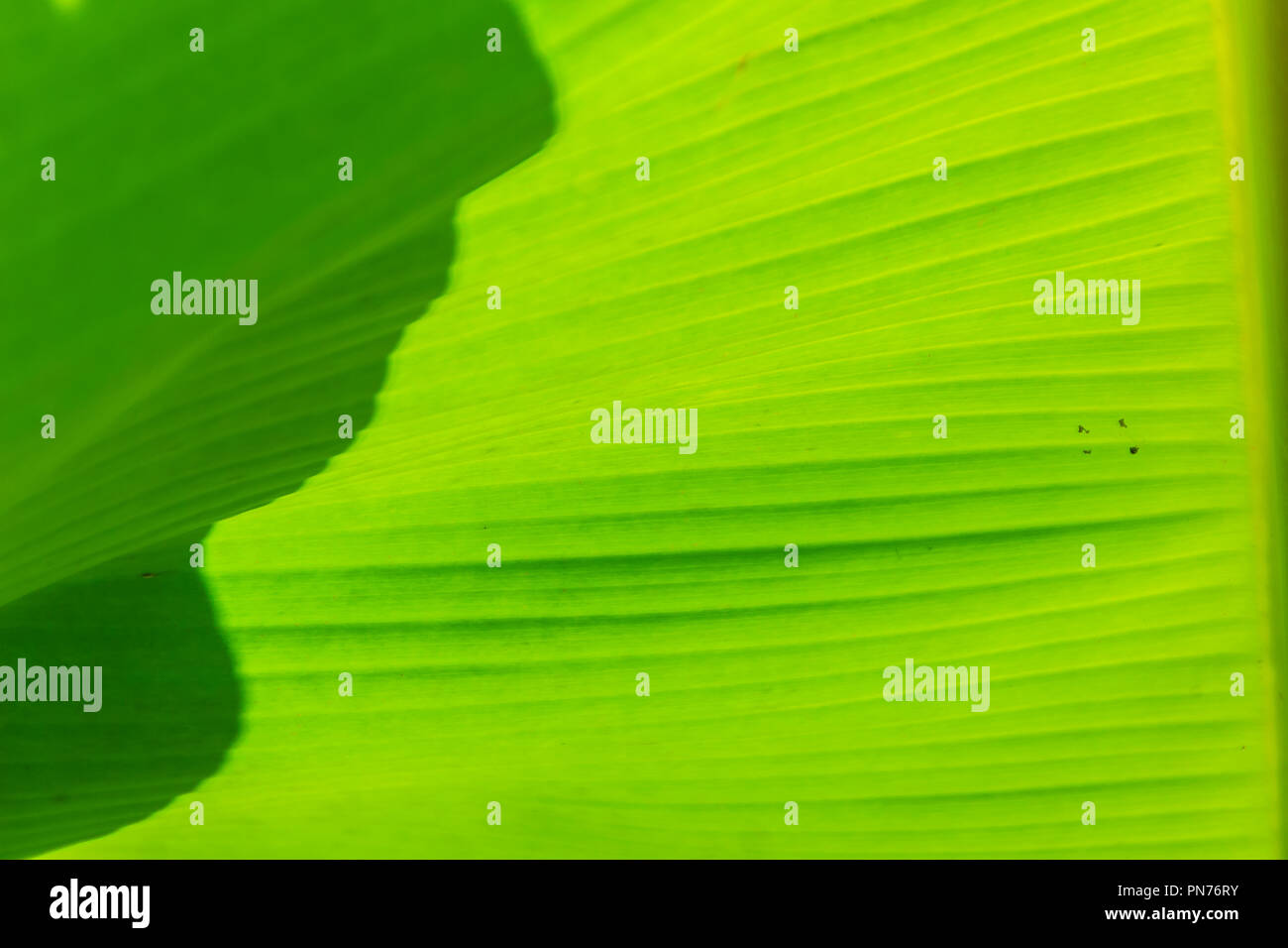 Green leaf pattern of banana tree for background. Colorful exotic ...