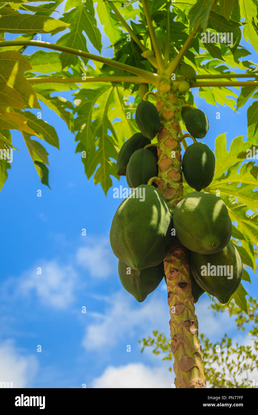 Organic papaya tree with green leaves and green fruits under bright ...