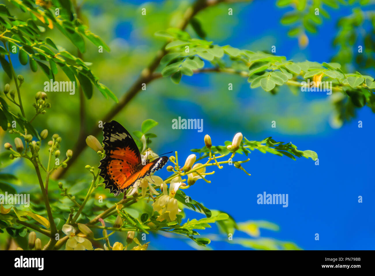 Cute leopard lacewing butterfly (Cethosia cyane), a species of ...