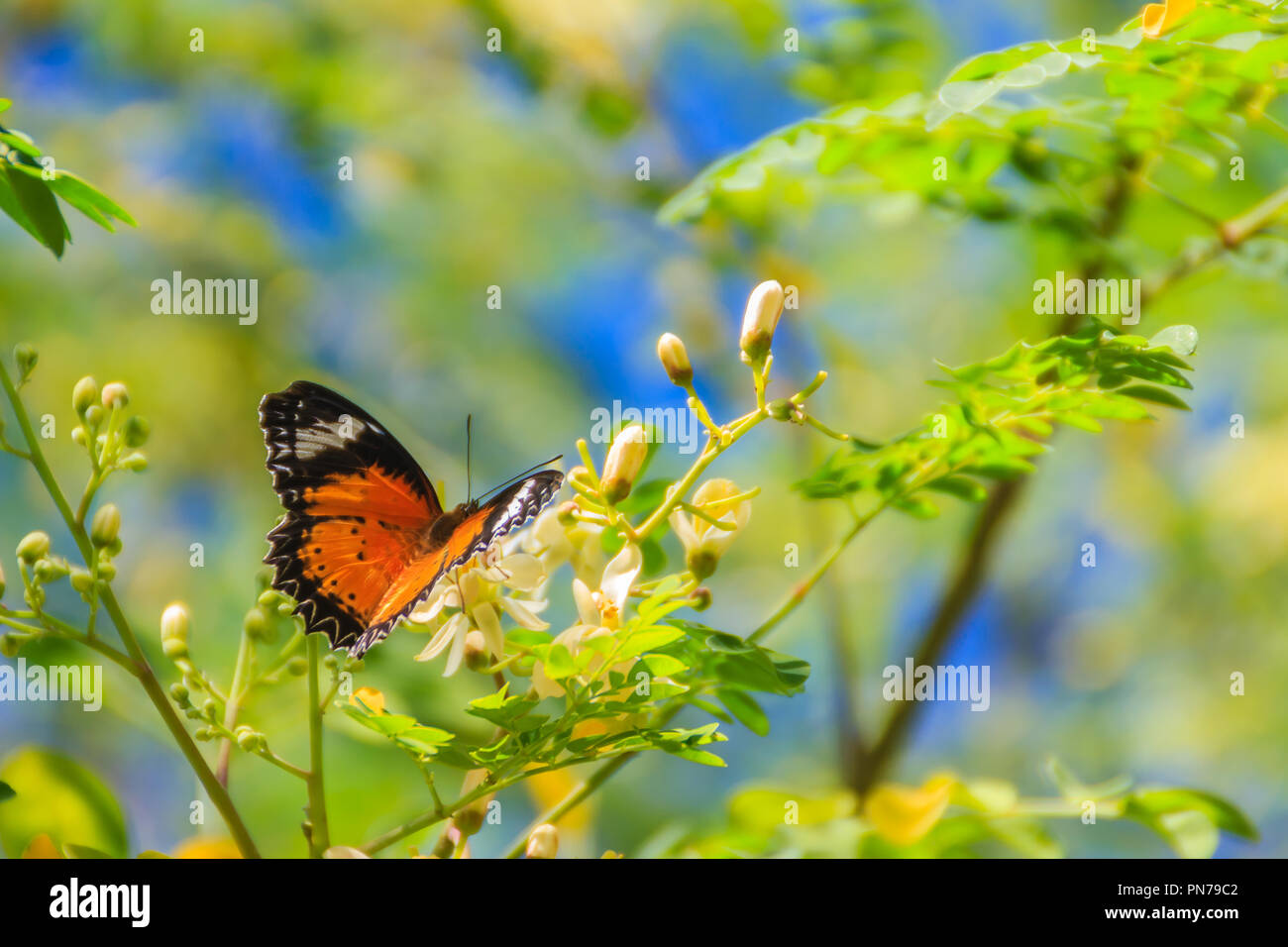 Cute leopard lacewing butterfly (Cethosia cyane), a species of ...