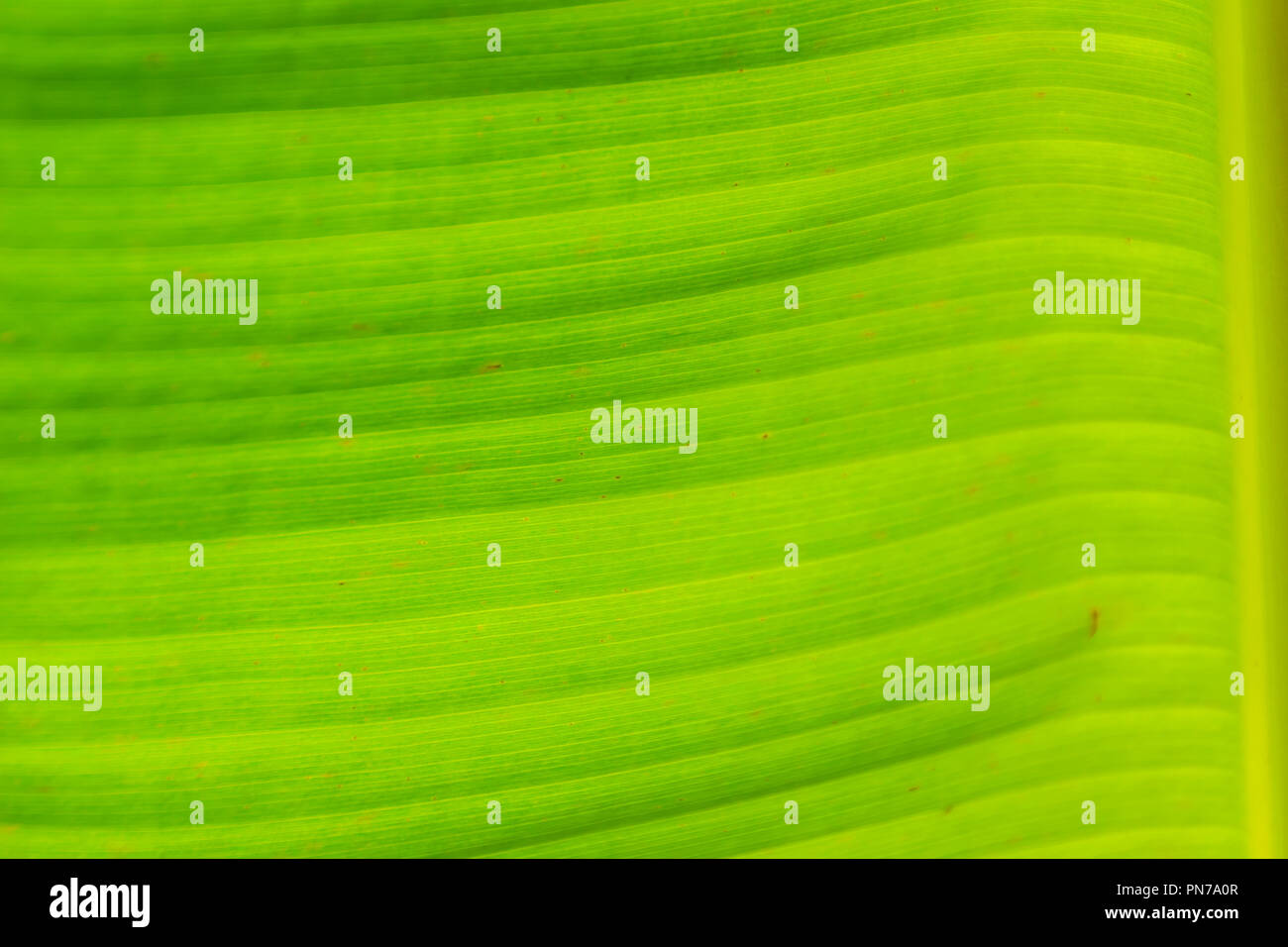 Green leaf pattern of banana tree for background. Colorful exotic ...