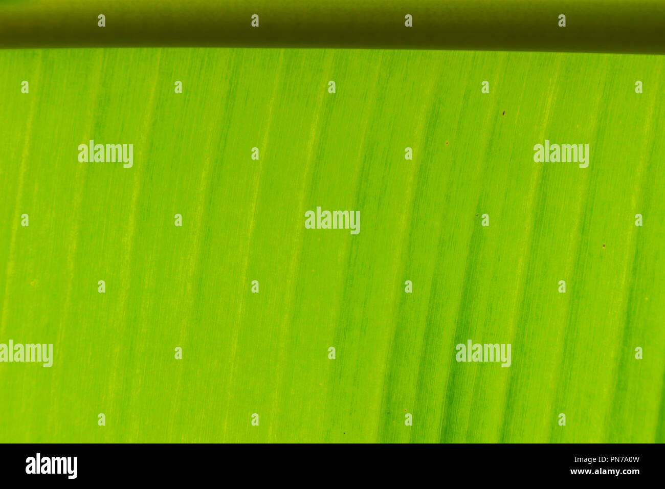 Green leaf pattern of banana tree for background. Colorful exotic ...