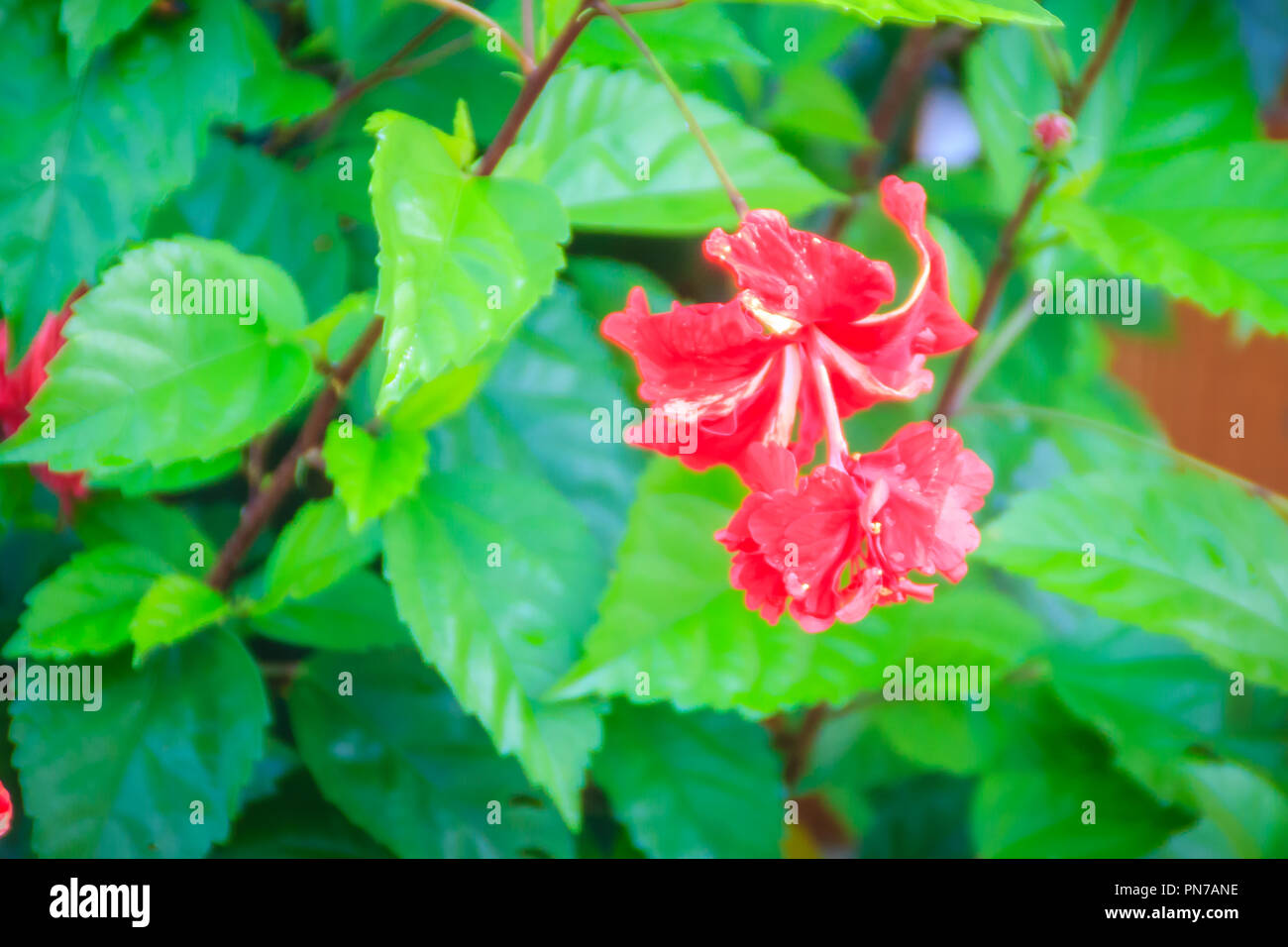 Red double petal vermillion flower of hybrid Hibiscus rosa-sinensis ...