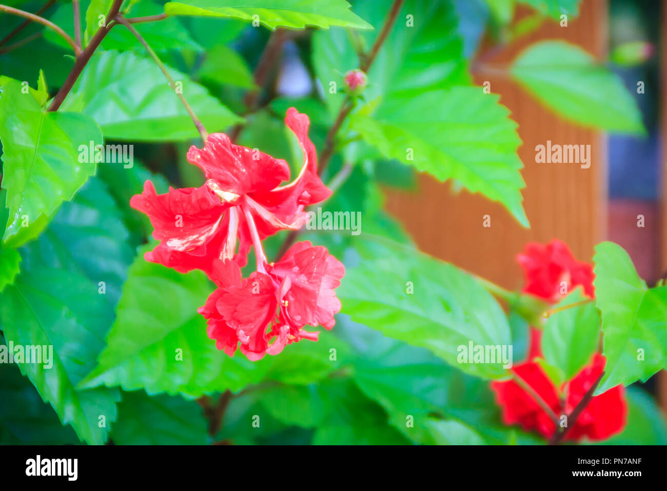 Red double petal vermillion flower of hybrid Hibiscus rosa-sinensis ...