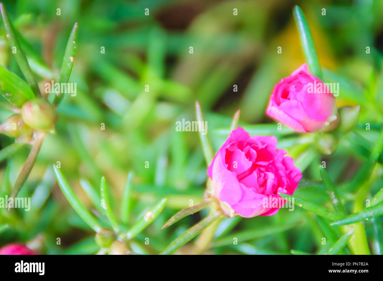 Beautiful pink portulaca oleracea flower, also known as common purslane ...