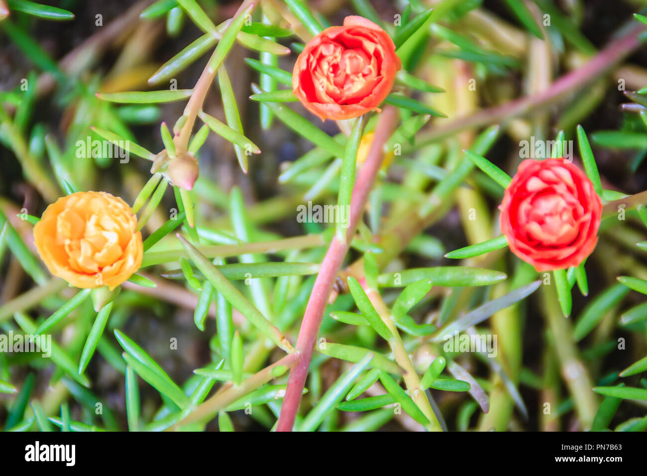 Beautiful red portulaca oleracea flower, also known as common purslane ...