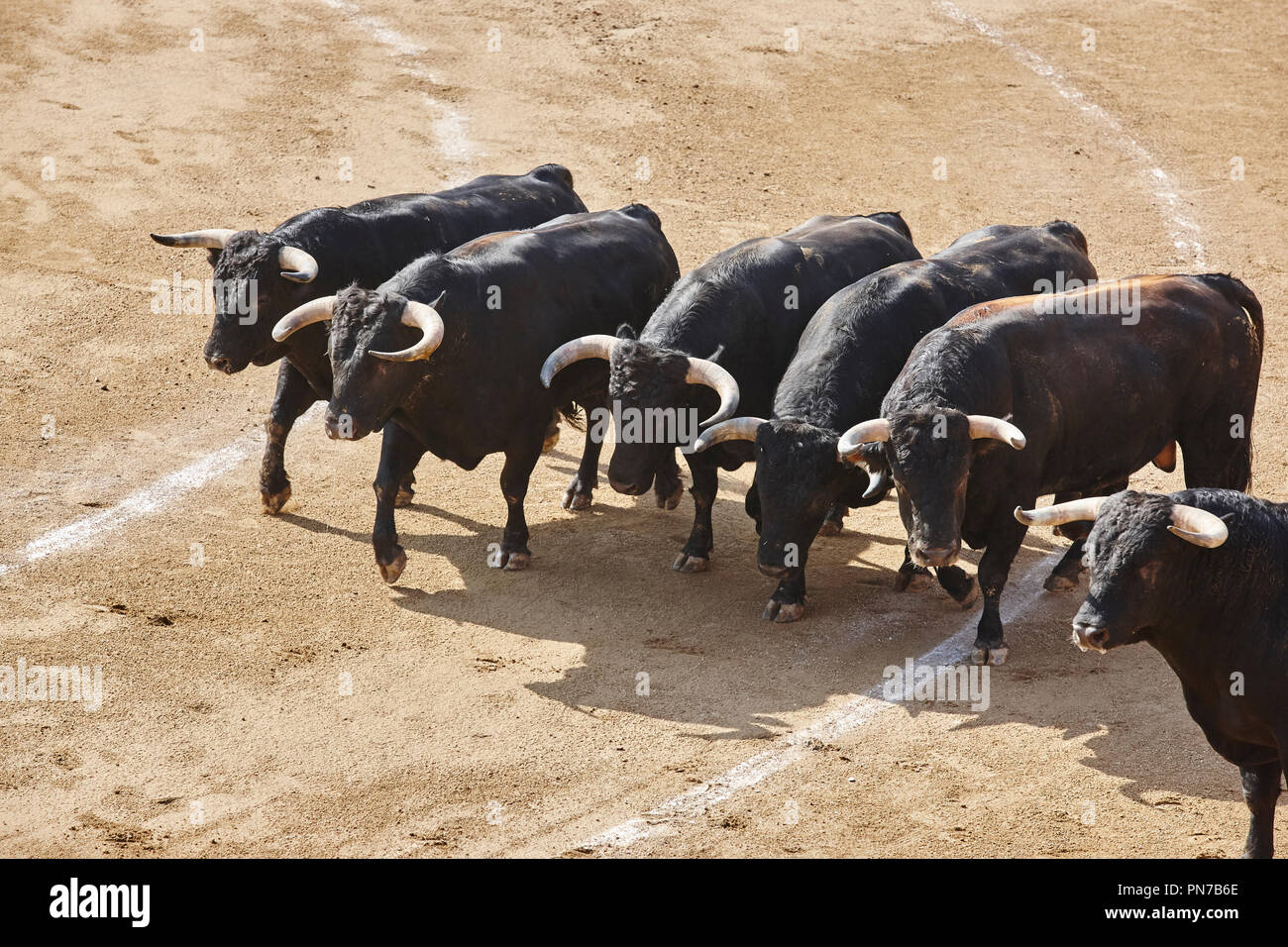 Fighting bulls in the arena. Bullring. Toro bravo. Spain. Horizontal ...