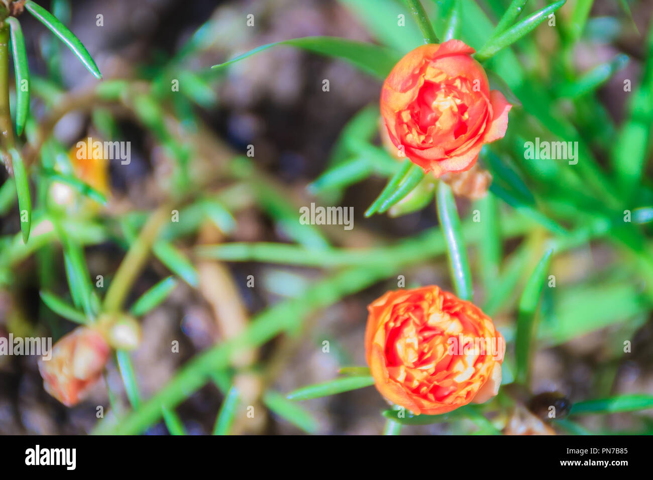 Beautiful red portulaca oleracea flower, also known as common purslane ...