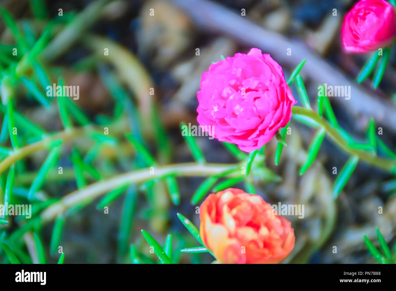 Beautiful pink portulaca oleracea flower, also known as common purslane ...