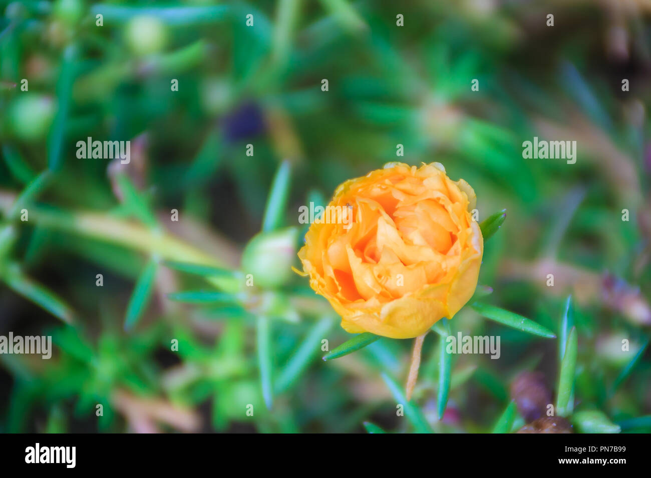 Beautiful yellow portulaca oleracea flower, also known as common ...