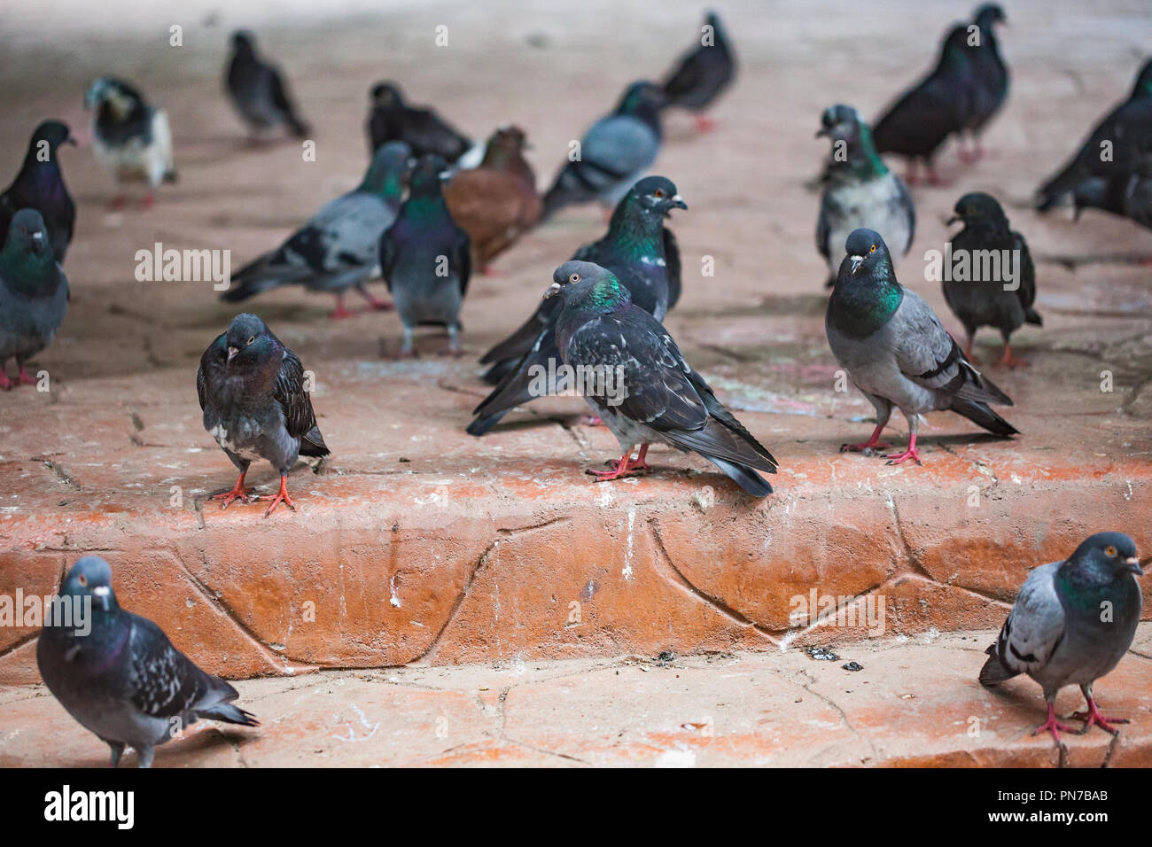 Group of pigeons resting on stairs at a public square in Bucharest ...
