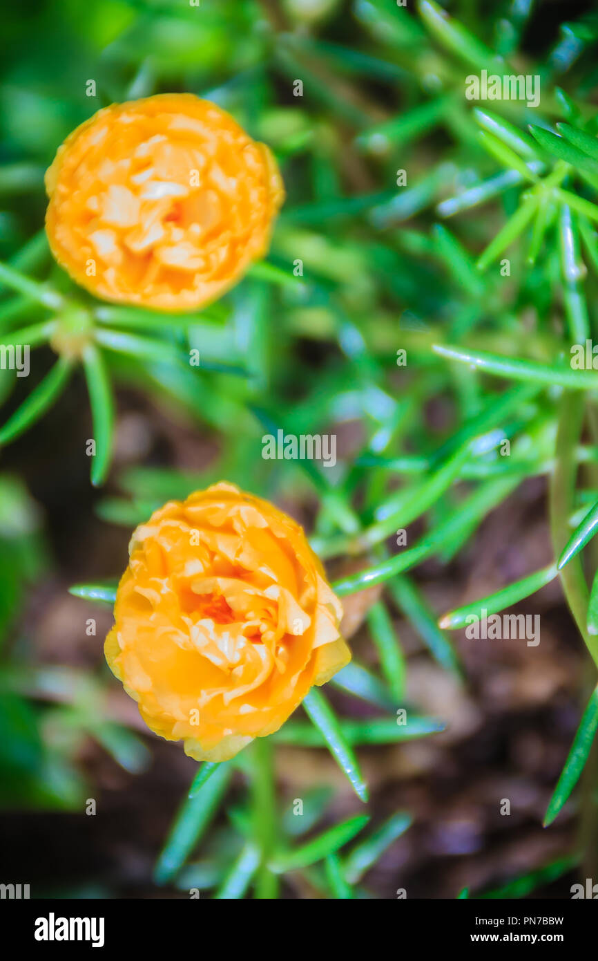 Beautiful yellow portulaca oleracea flower, also known as common ...
