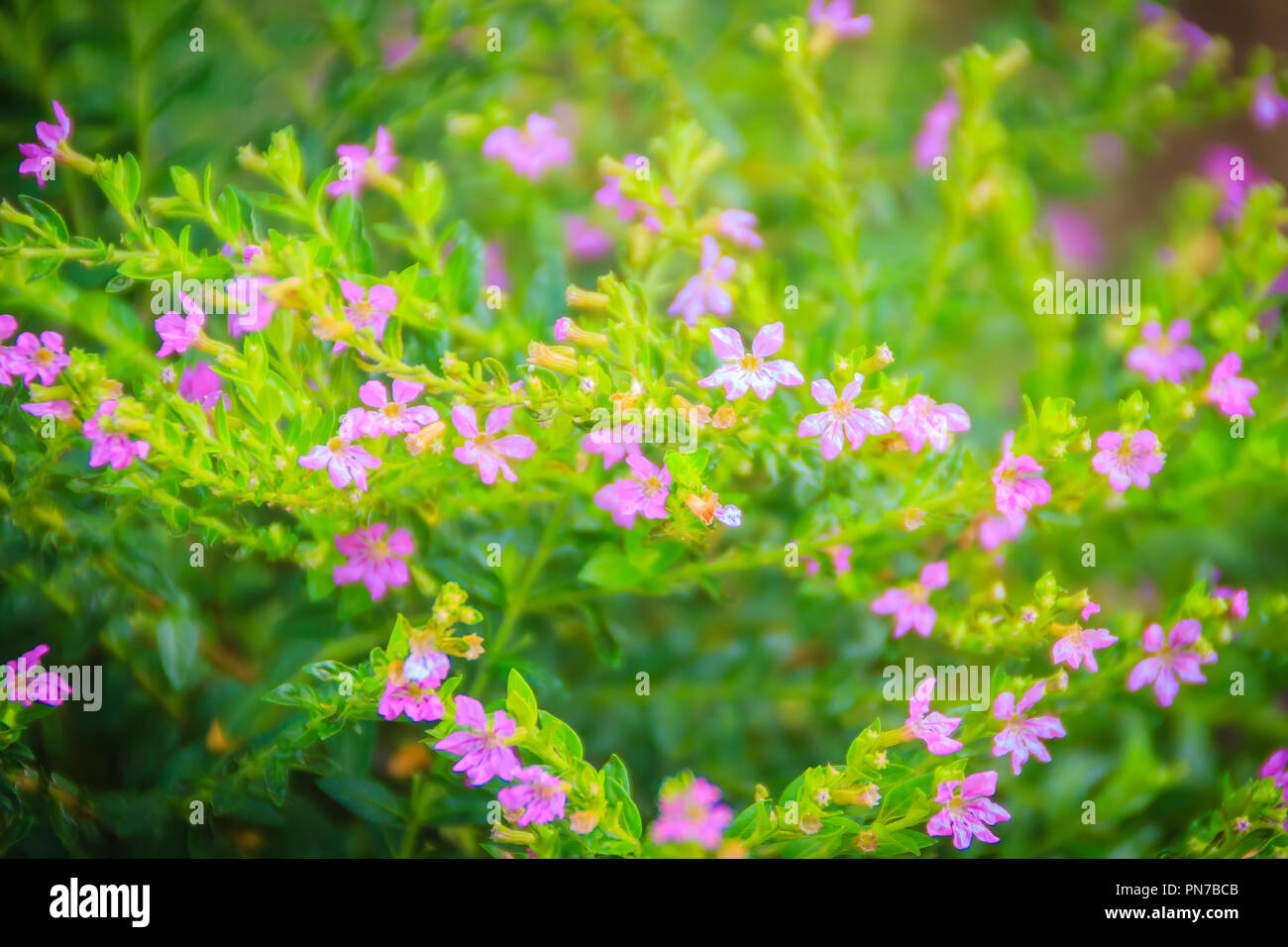 Beautiful purple Cuphea hyssopifolia flower, also known as false ...