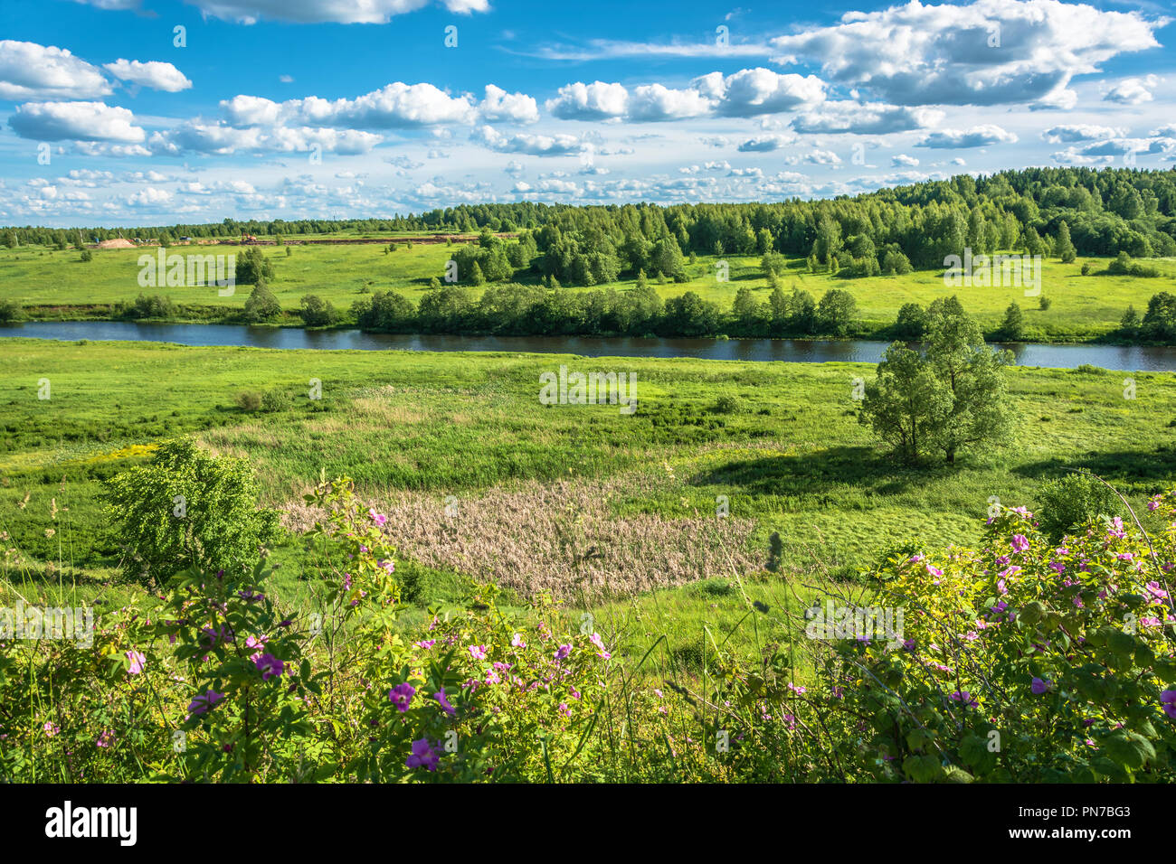 Shacha river in the Kostroma region on a Sunny summer day, Russia Stock Photo - Alamy