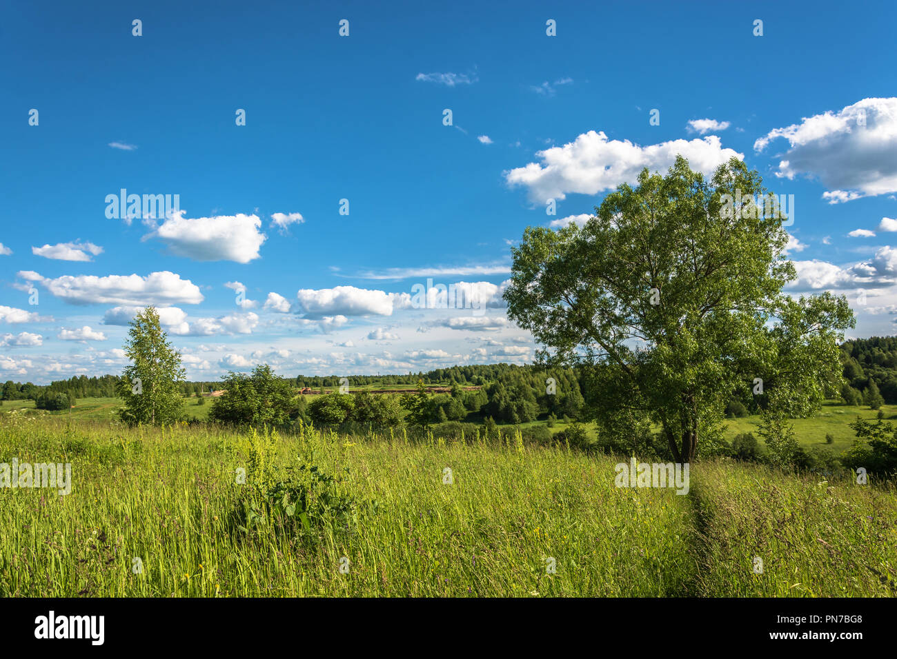 Shady tree hi-res stock photography and images - Alamy