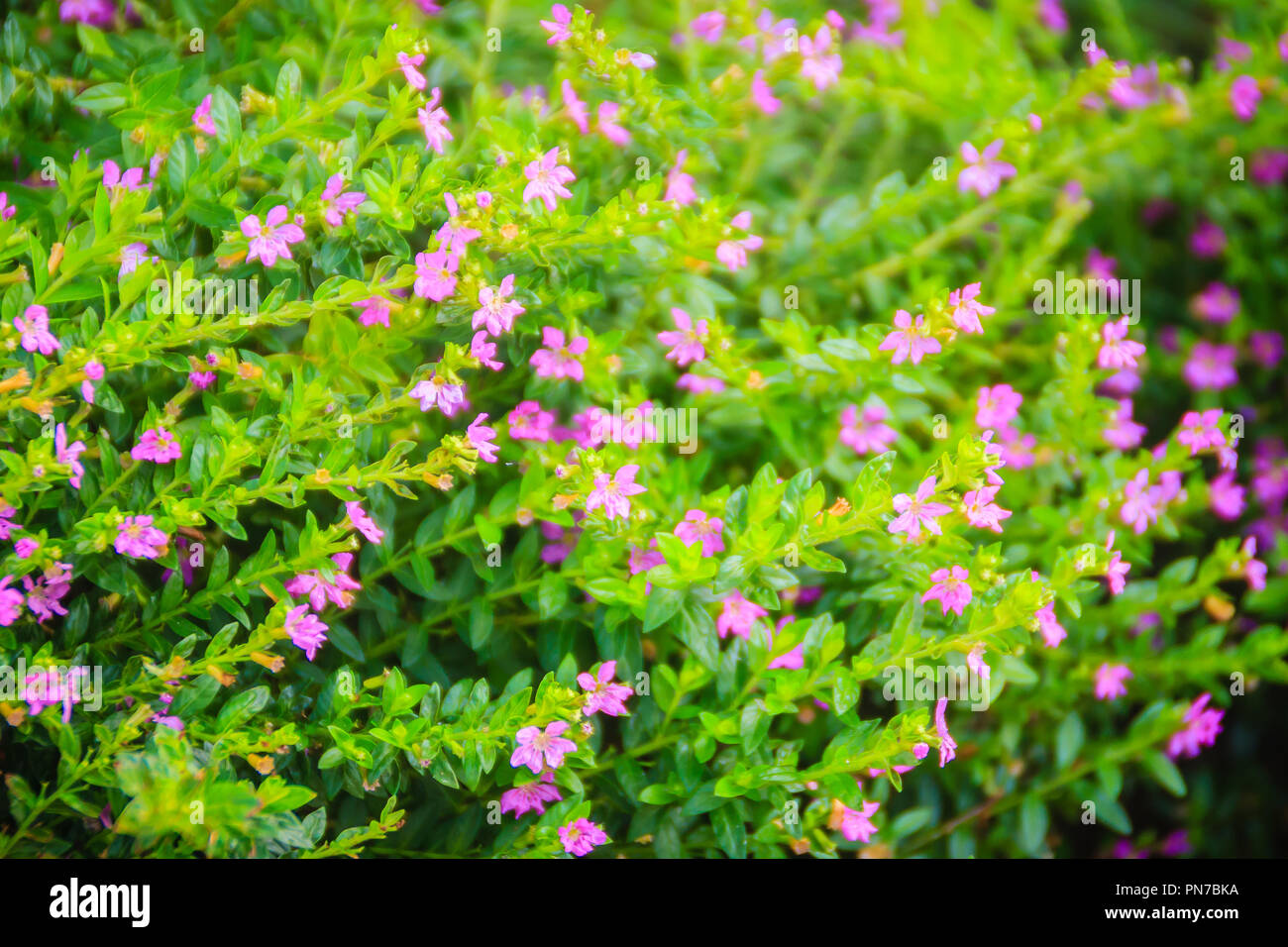 Beautiful purple Cuphea hyssopifolia flower, also known as false ...