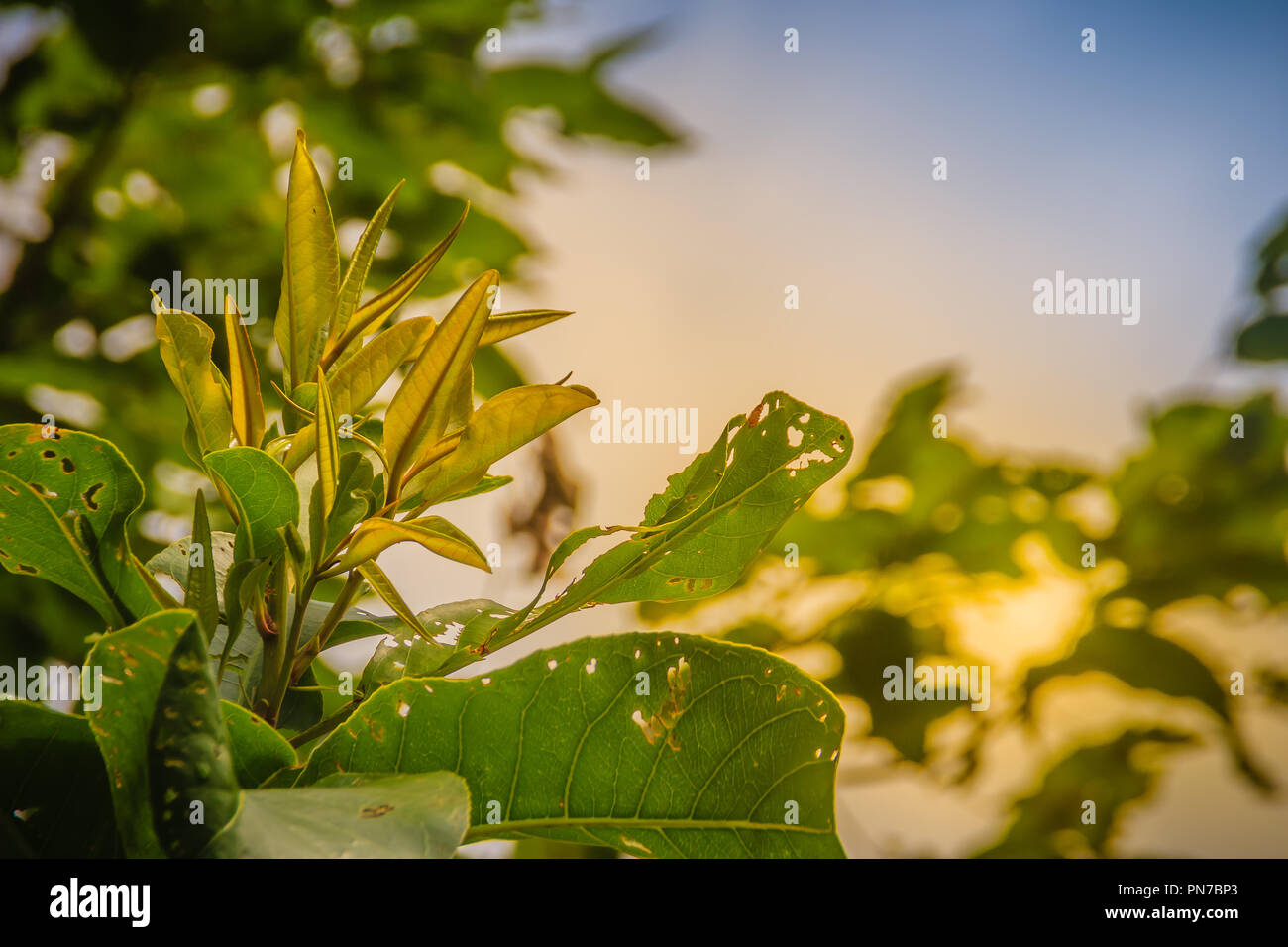 Patana oak hi-res stock photography and images - Alamy