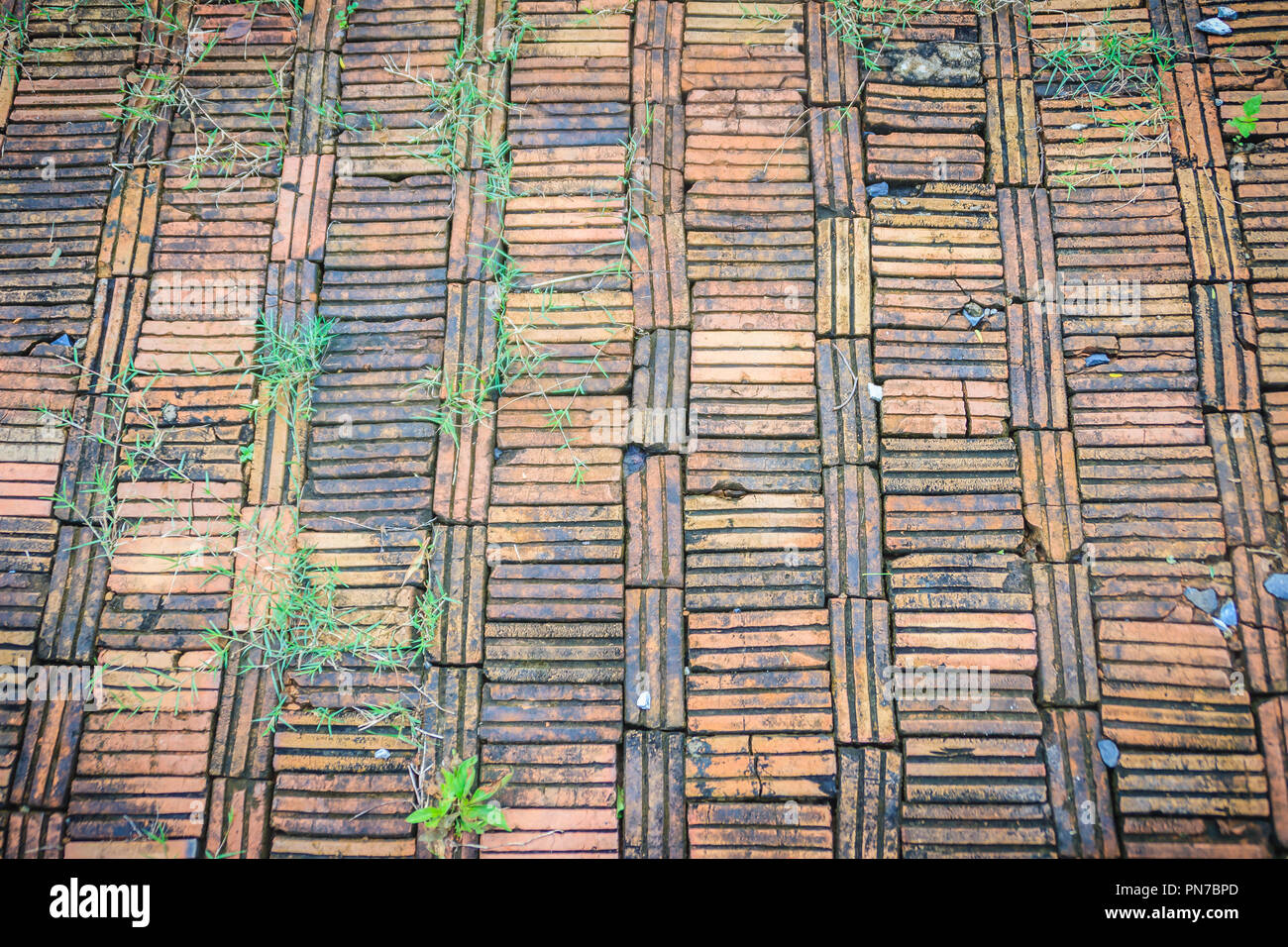 Vintage footpath floor decorated with old red bricks and the green ...