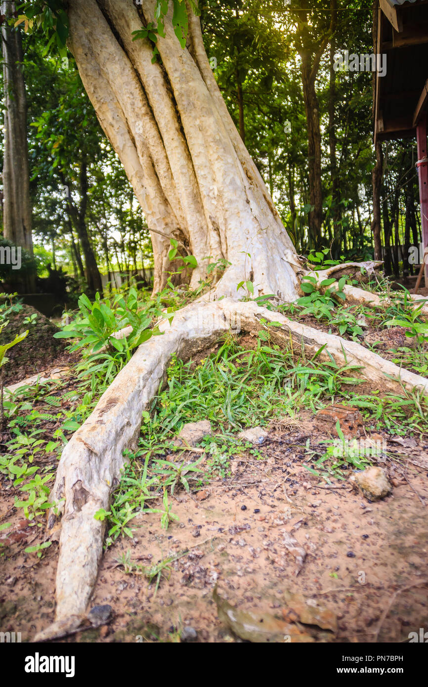 Reclining tree trunk with huge roots on the ground Stock Photo - Alamy
