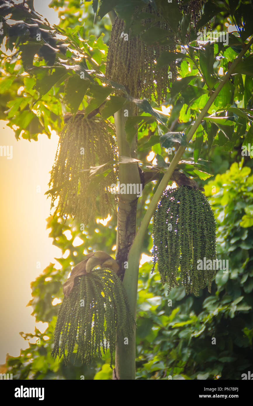 Evergreen Arenga pinnata tree with bunches of young green fruits ...