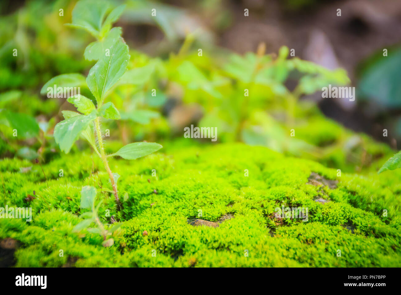 Evergreen mossy rock in the forest with small trees for background ...