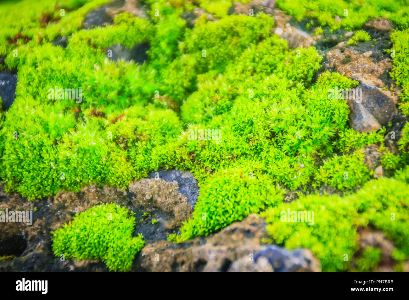 Evergreen mossy rock in the forest with small trees for background ...
