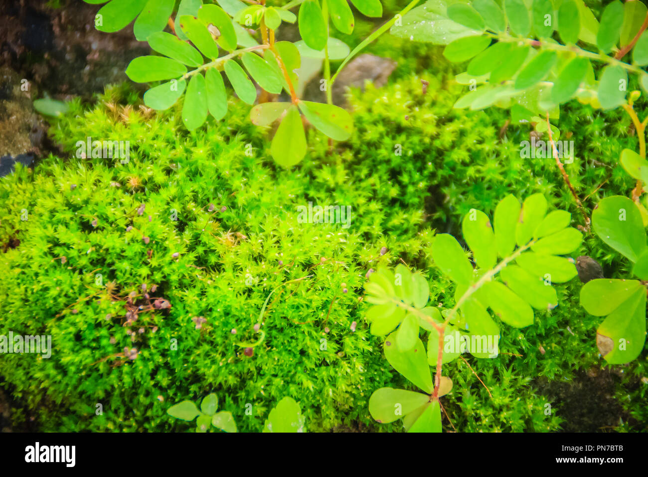 Evergreen mossy rock in the forest with small trees for background ...