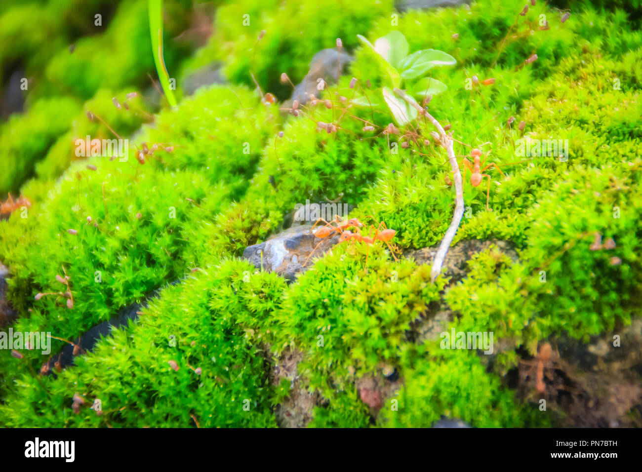 Evergreen mossy rock in the forest with small trees for background ...