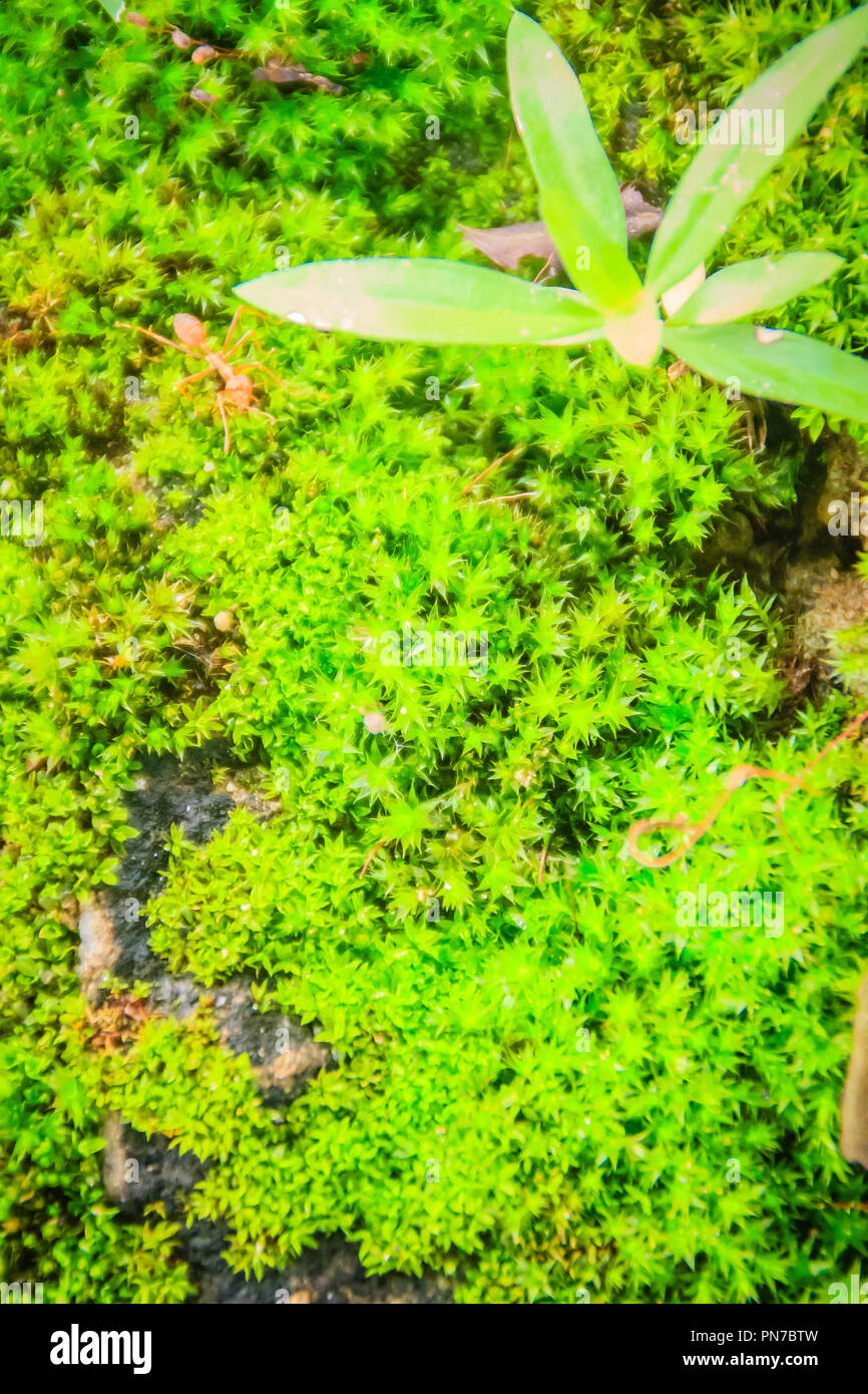 Evergreen mossy rock in the forest with small trees for background ...