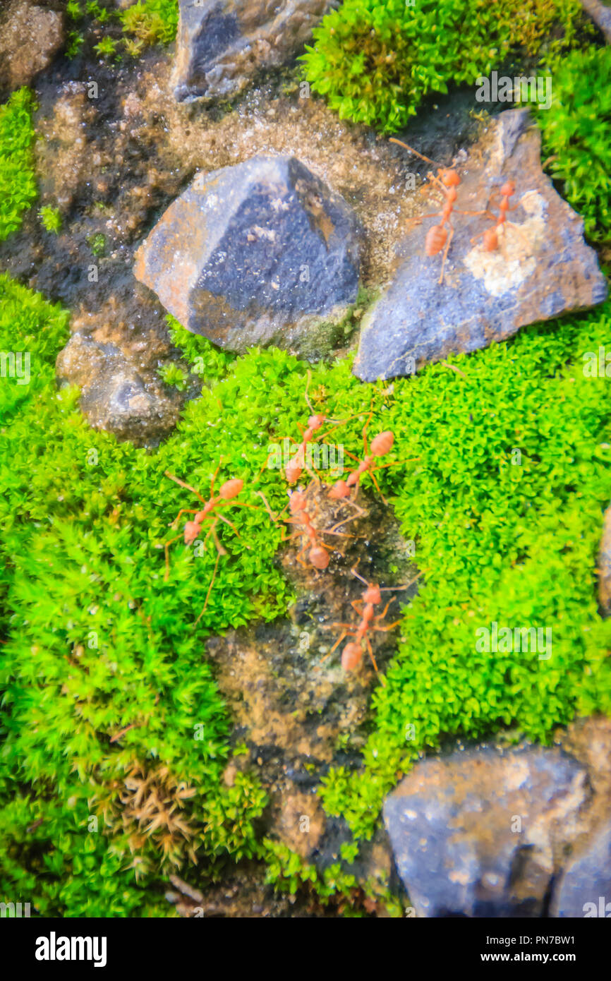 Evergreen mossy rock in the forest with small trees for background ...