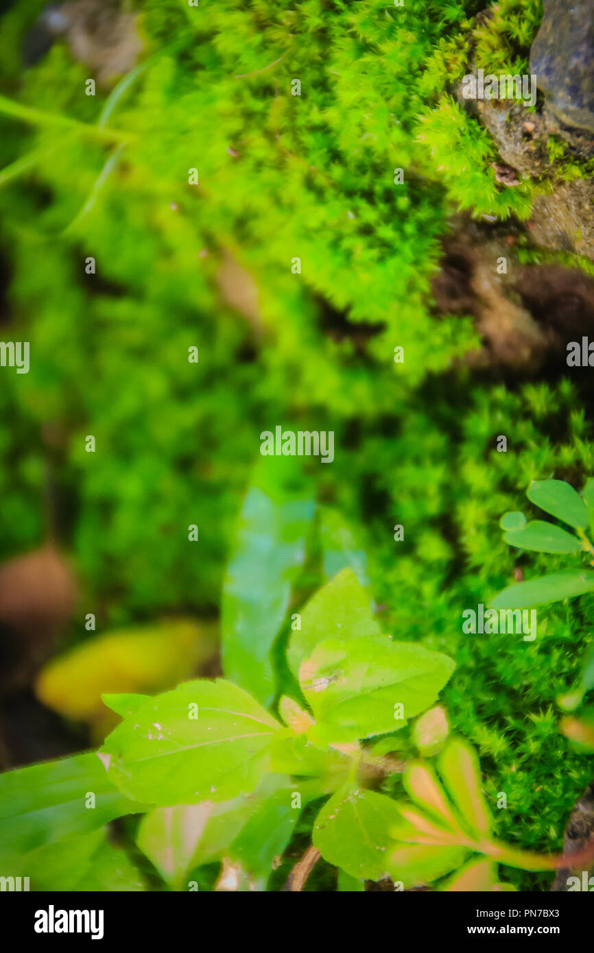 Evergreen mossy rock in the forest with small trees for background ...