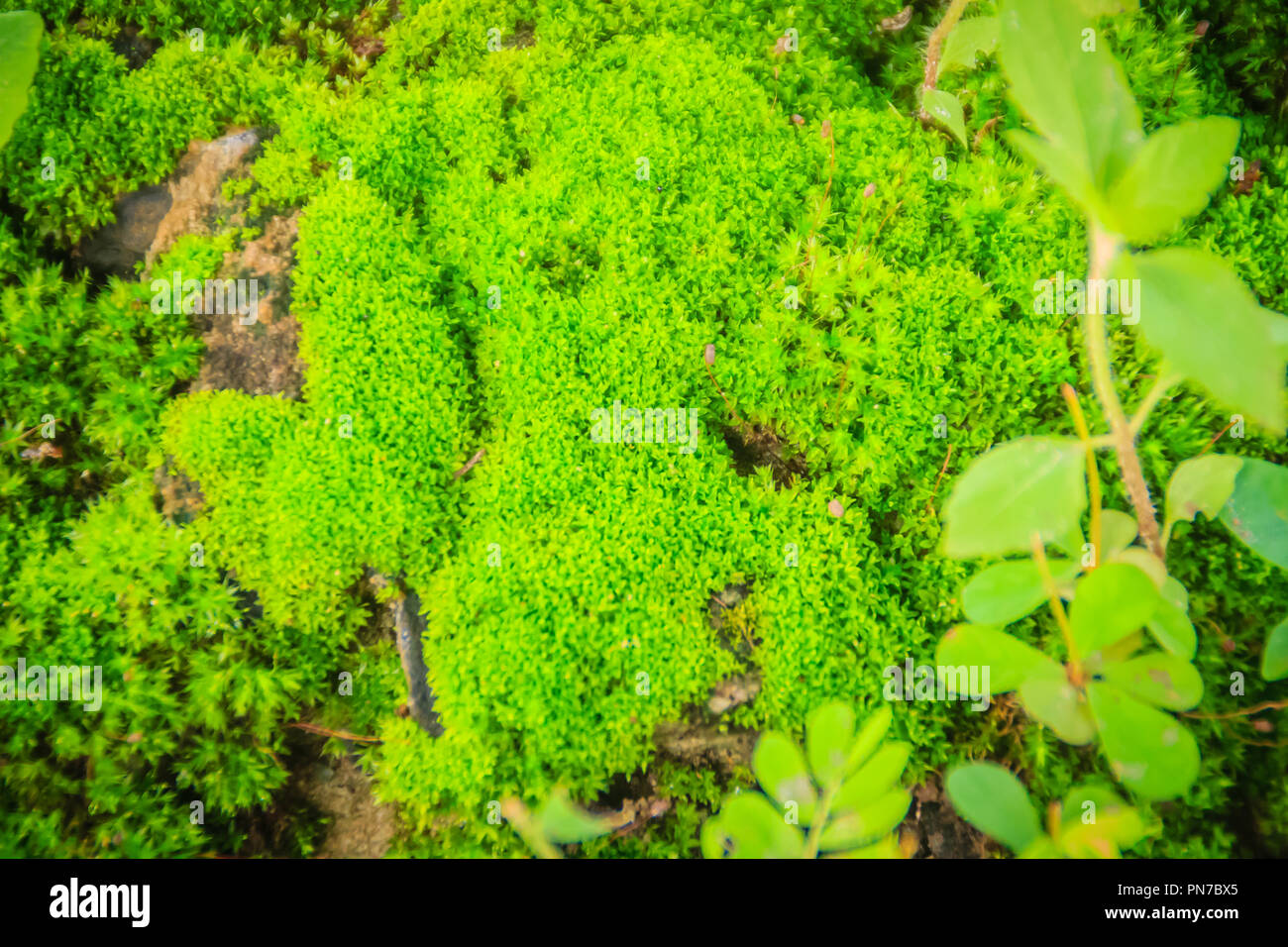 Evergreen mossy rock in the forest with small trees for background ...