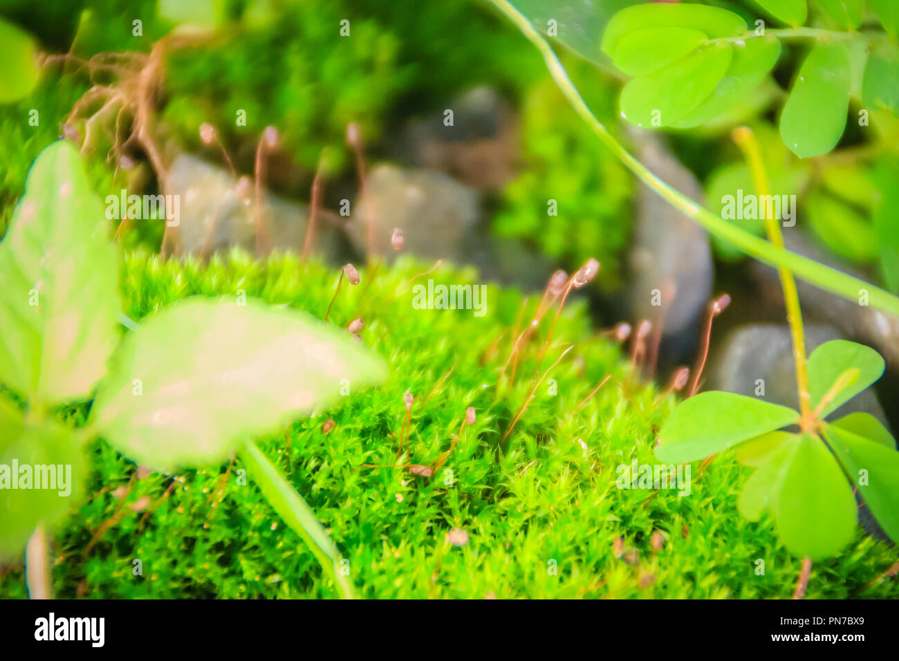 Evergreen mossy rock in the forest with small trees for background ...