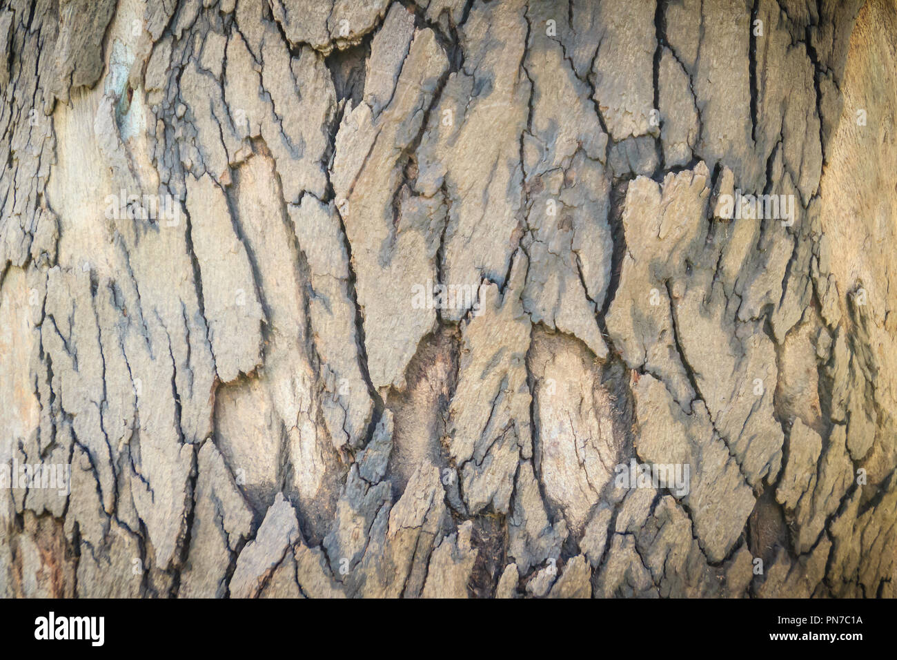 Abstract brown pattern background in colorful texture of Eucalyptus ...