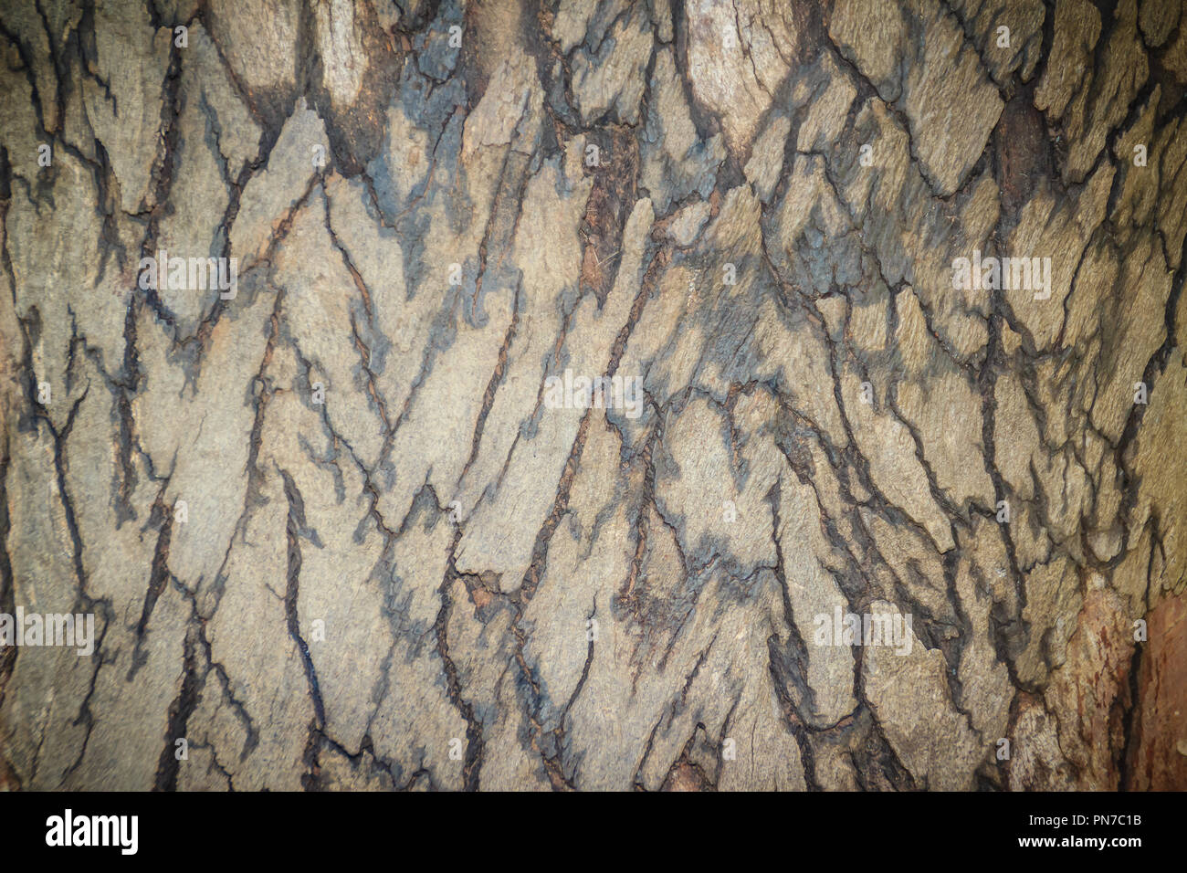 Abstract brown pattern background in colorful texture of Eucalyptus ...