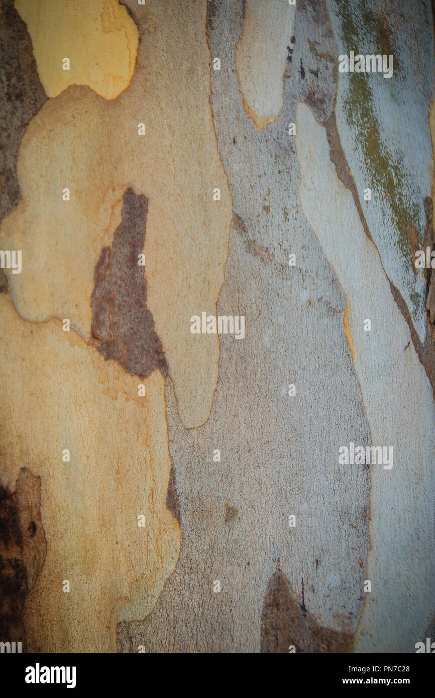 Abstract brown pattern background in colorful texture of Eucalyptus ...