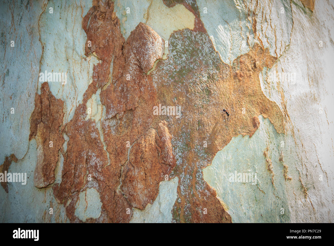 Abstract brown pattern background in colorful texture of Eucalyptus ...