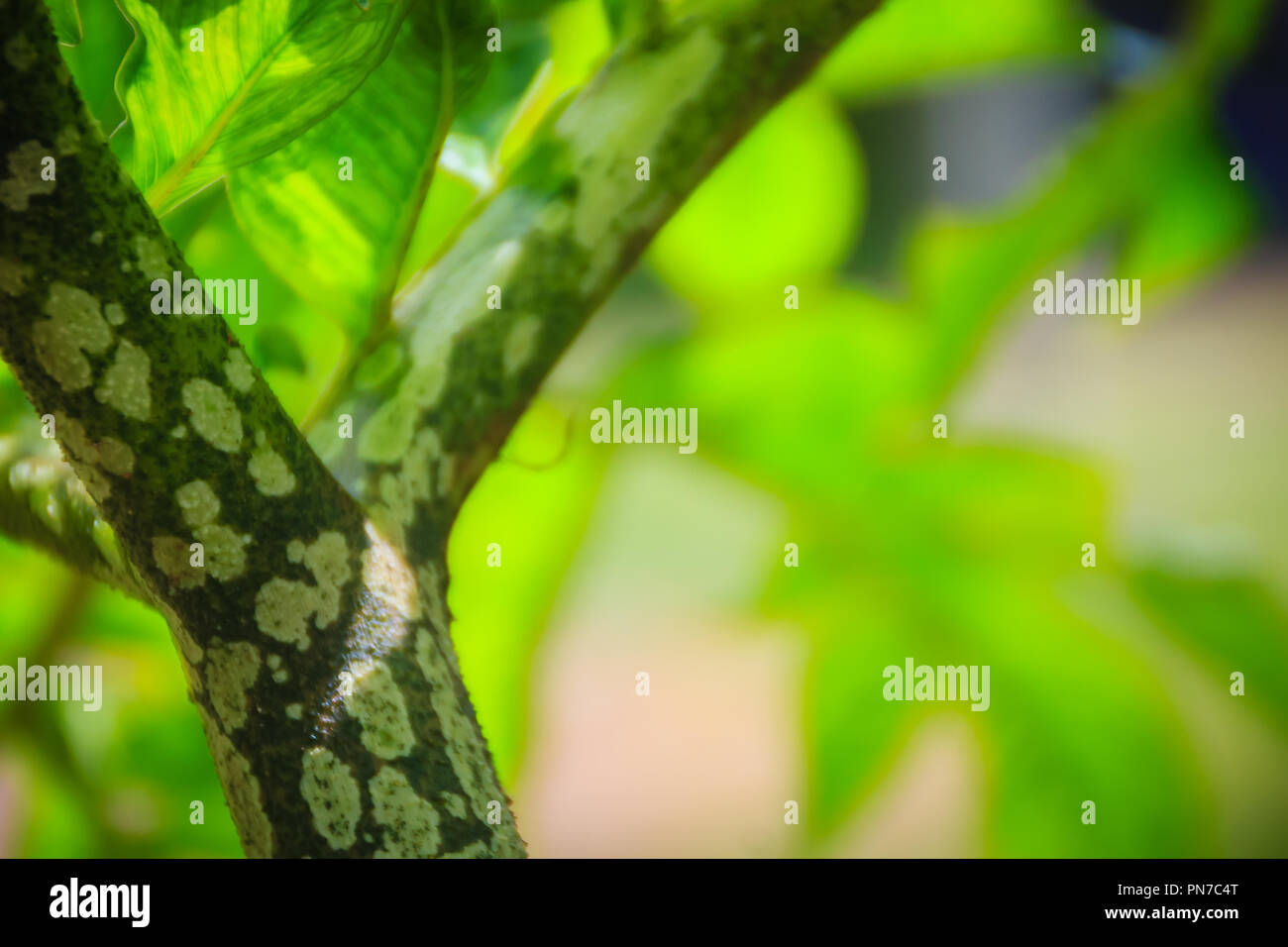 Green Konjac tree (Amorphophallus konjac) in the forest, also known as ...